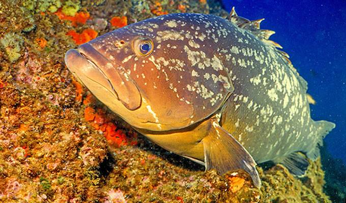 Comienza la temporada de pesca del pez mero en Campeche, Yucatán y Q ...