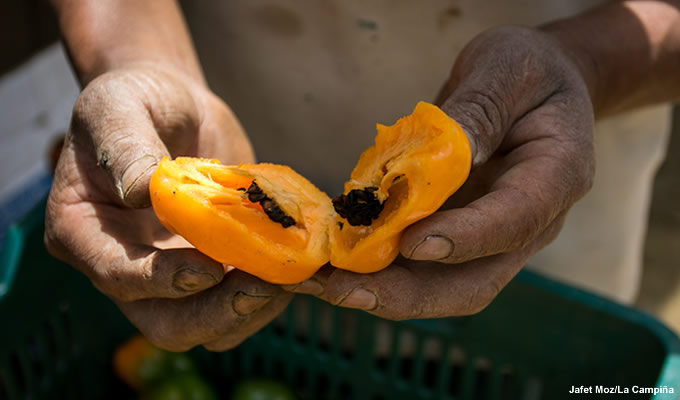 El chile que prende está hecho de cera - Revista la Campiña