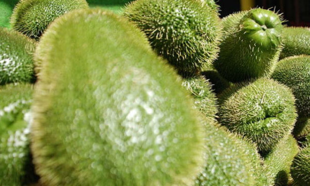 Agricultura Archivos - Revista la Campiña