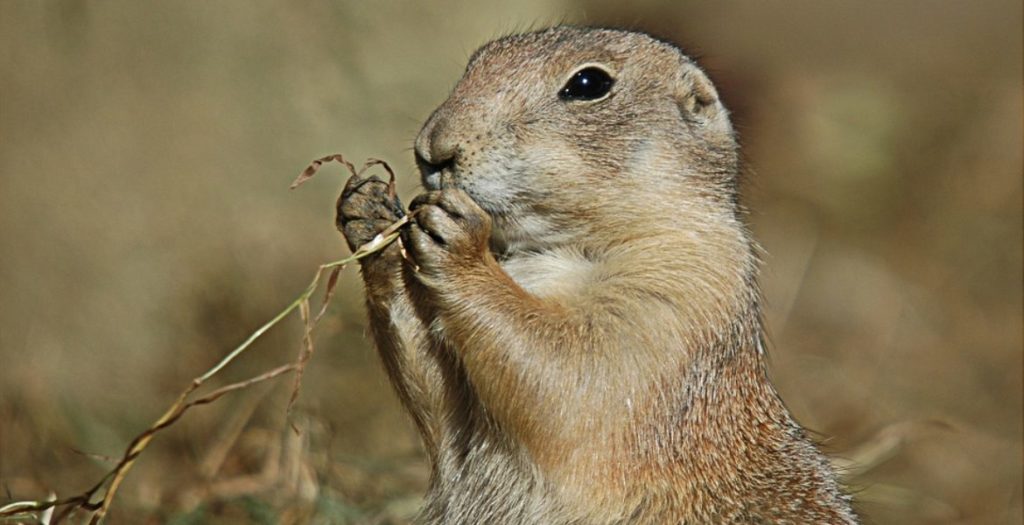Perrito llanero mexicano, en peligro de extinción - Revista la Campiña