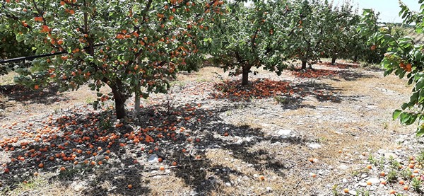 Abandono al campo, una problemática global - Revista la Campiña